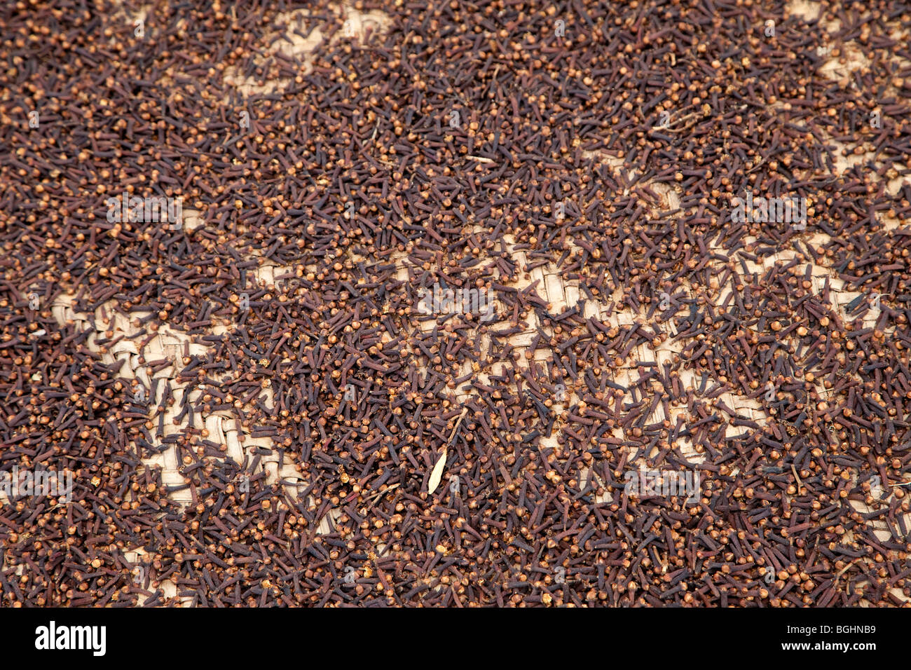 Zanzibar, Tanzania. Cloves Drying in the Sun Stock Photo - Alamy