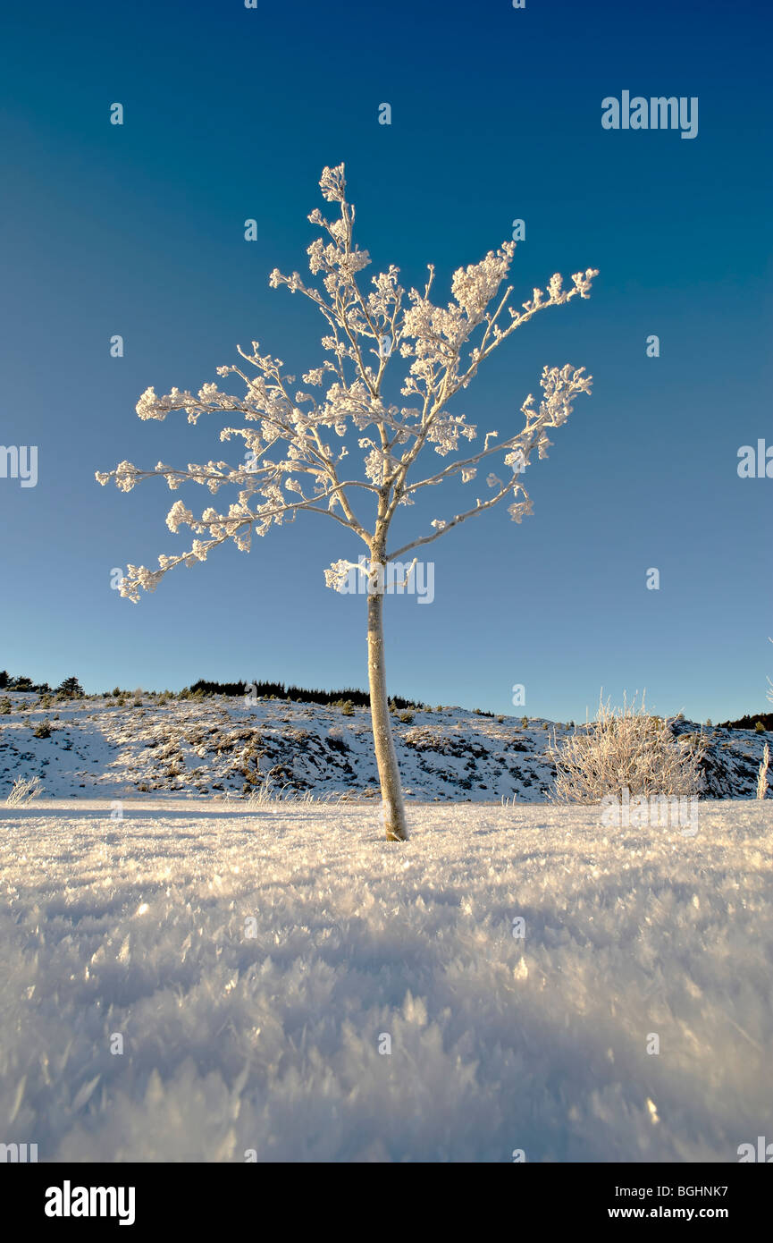 Tree covered with snow crystal in Norway, landscape and winter Stock ...