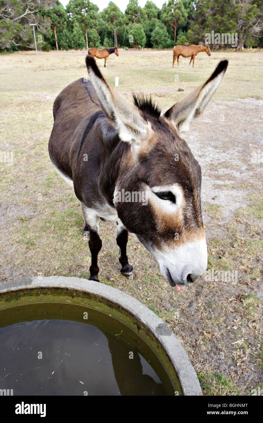 Donkey at water hi-res stock photography and images - Alamy