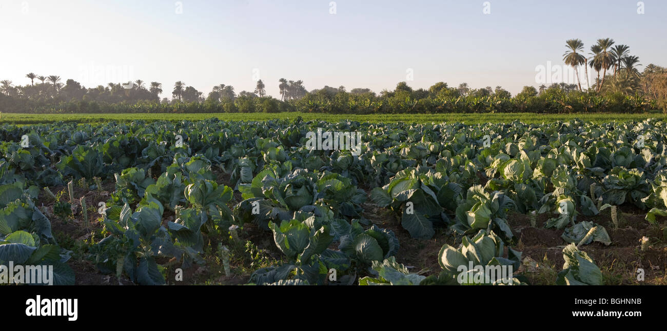 Panorama of cabbages growing in a field in the Nile Valley Near Luxor ...
