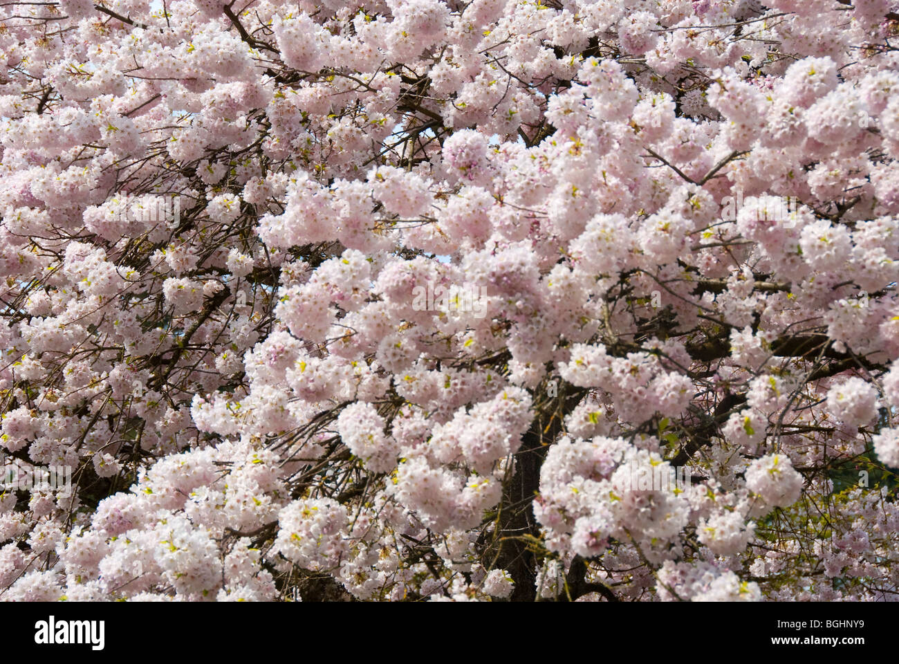 Spring Cherry Blossoms Stock Photo - Alamy