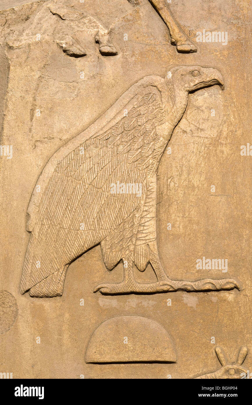 Close up of carved relief of hieroglyph of vulture on a block in the ...