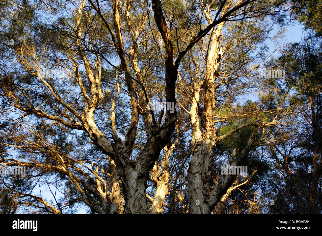 Paperbark trees (Melaleuca rhaphiophylia) at Canning River Regional ...