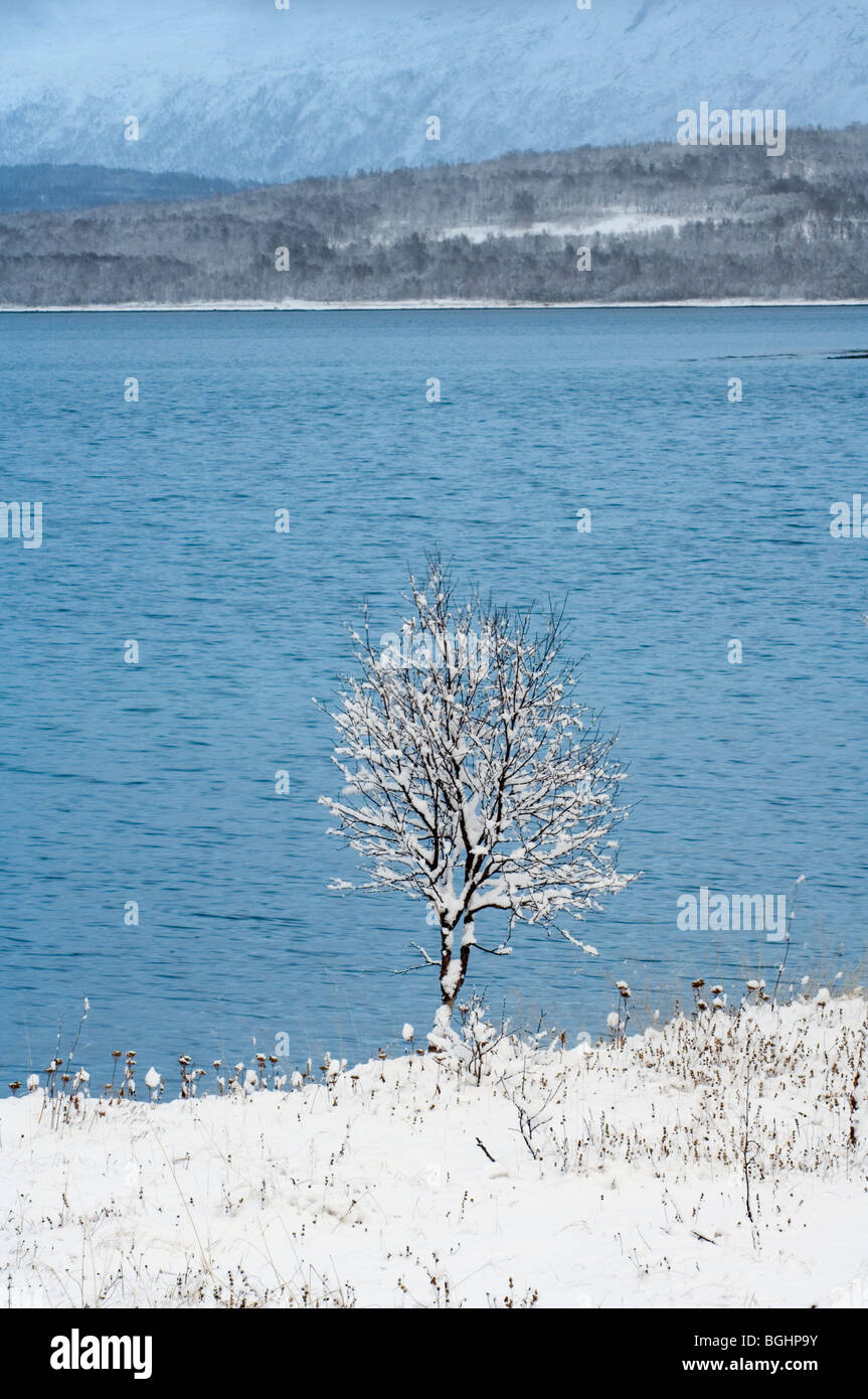 Lone tree in snow covered winter landscape hi-res stock photography and ...