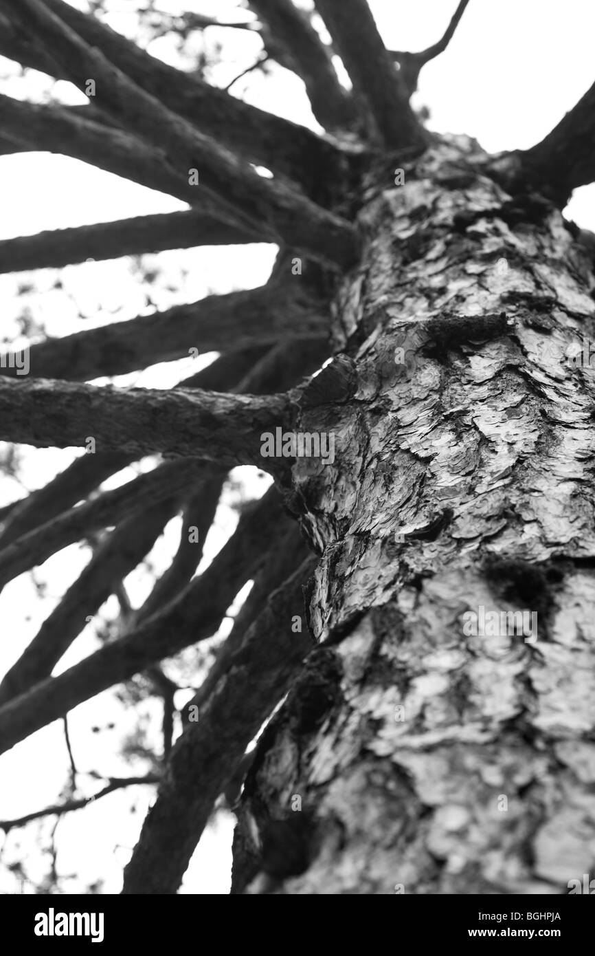 Closeup portion of a tree trunk, showing the busy offshoots of branches ...