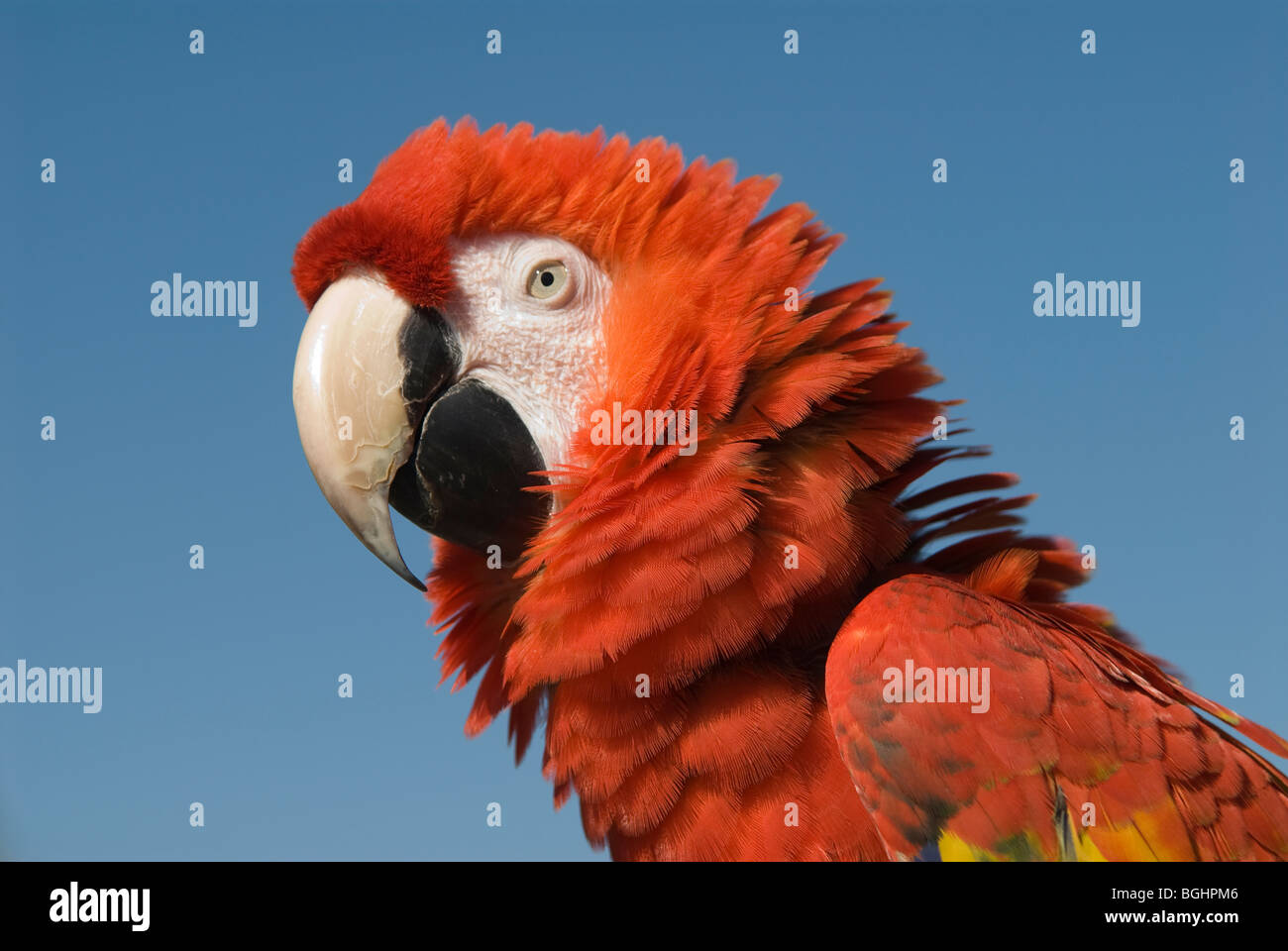 Scarlet macaw parrot bird hi-res stock photography and images - Alamy