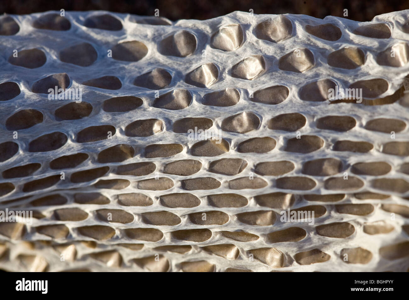 Shed snake skin hi-res stock photography and images - Alamy