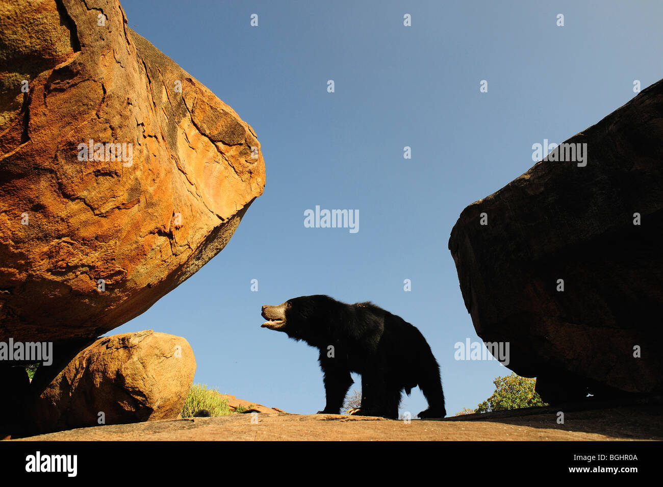 Sloth Bear between Rocks Stock Photo - Alamy