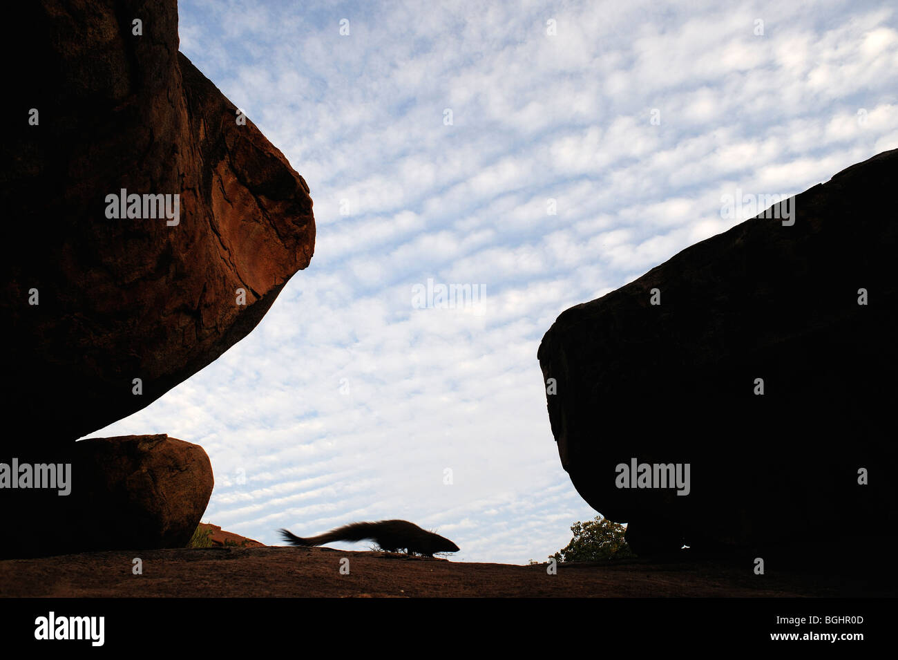 Indian common mongoose hi-res stock photography and images - Alamy