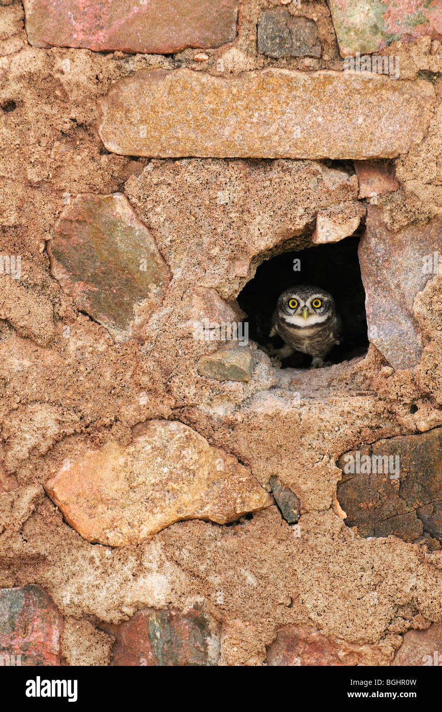 Spotted owlet india hi-res stock photography and images - Alamy