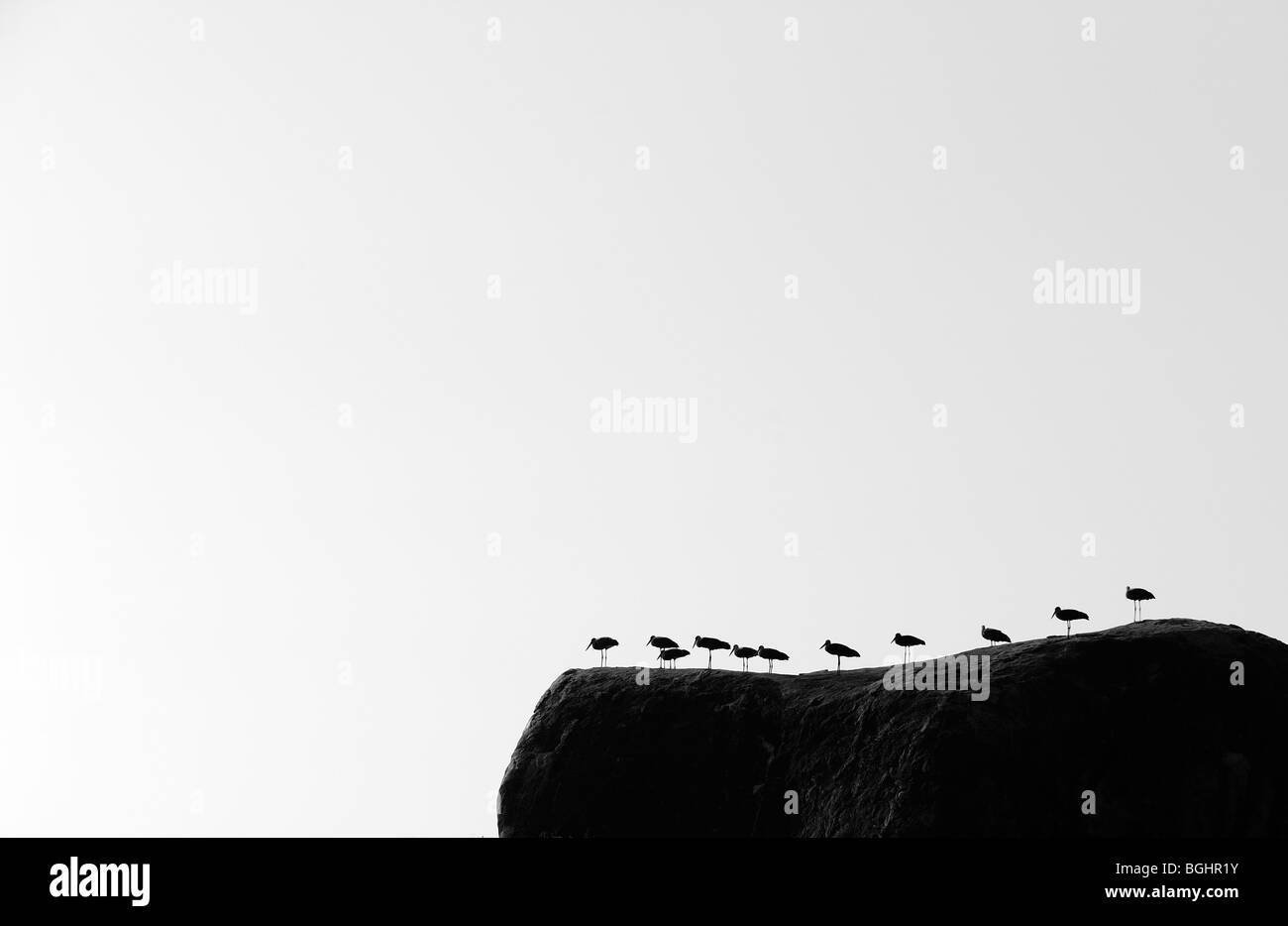 Woolly birds Black and White Stock Photos & Images - Alamy