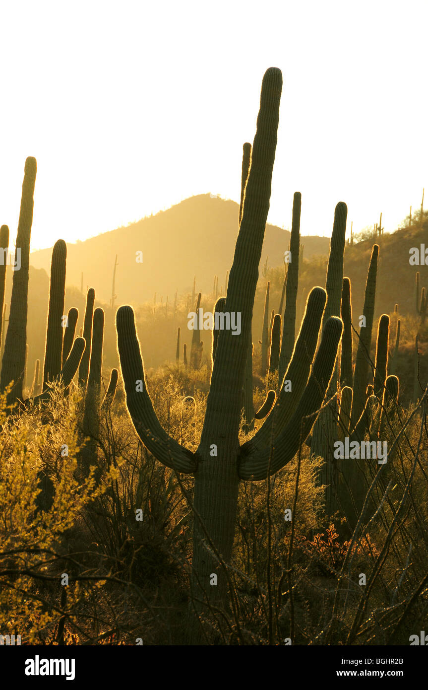 Scenic bajada loop drive hi-res stock photography and images - Alamy