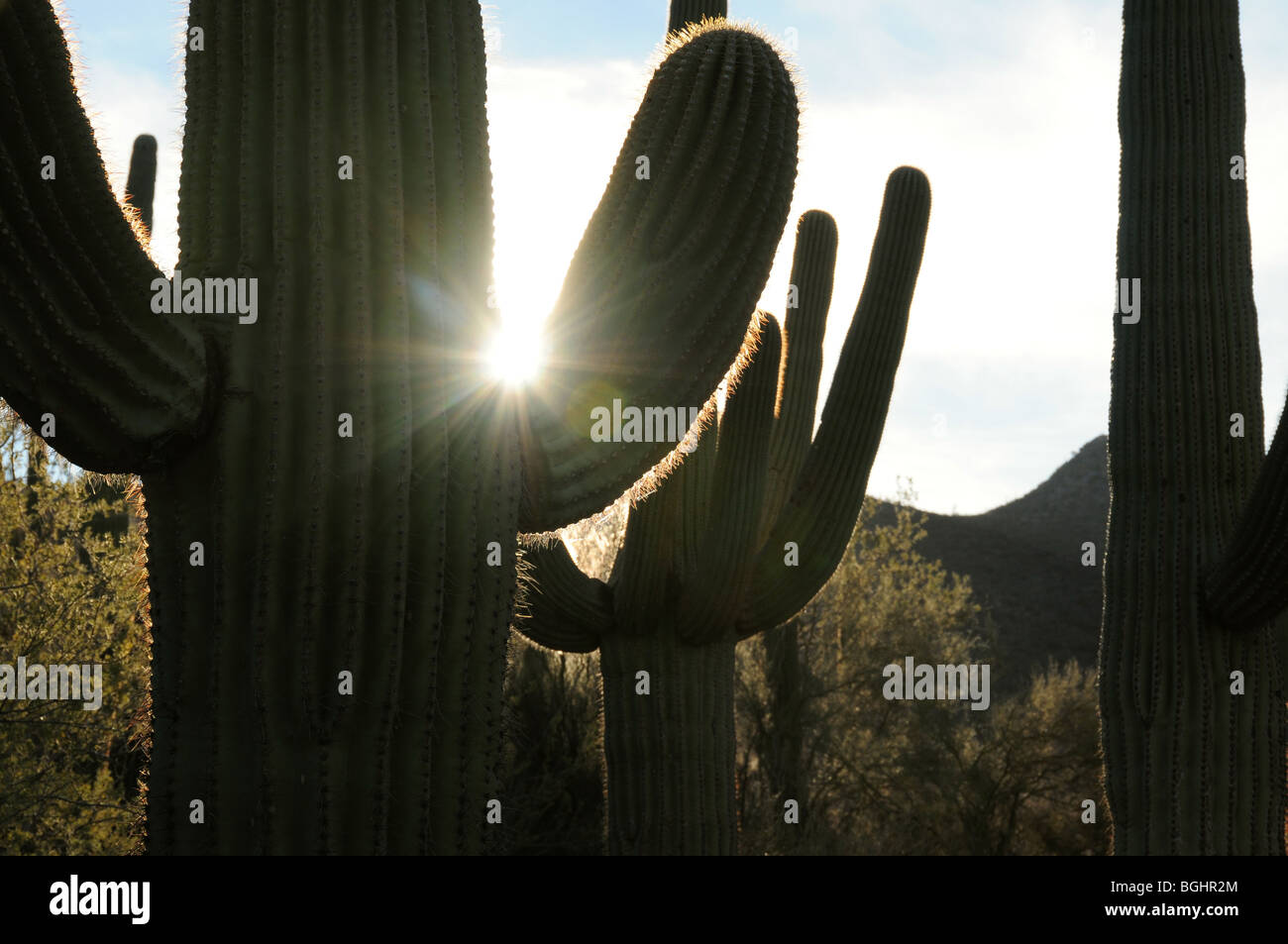 Bajada loop drive saguaro hi-res stock photography and images - Alamy