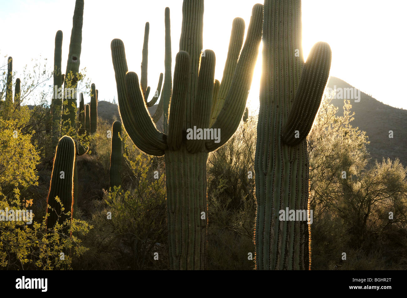 Bajada loop drive saguaro hi-res stock photography and images - Alamy