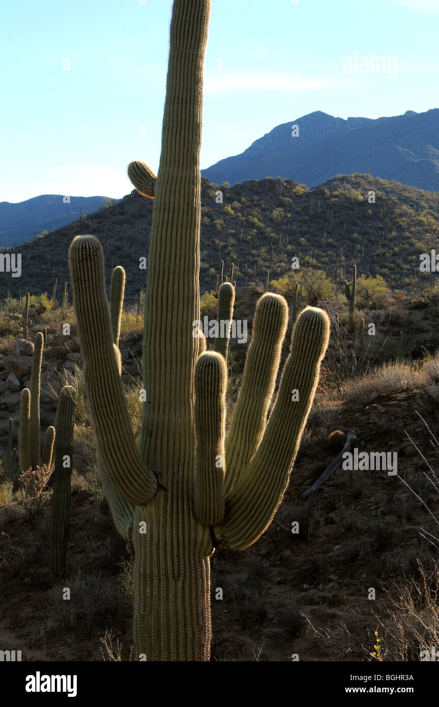 Bajada loop drive saguaro hi-res stock photography and images - Alamy