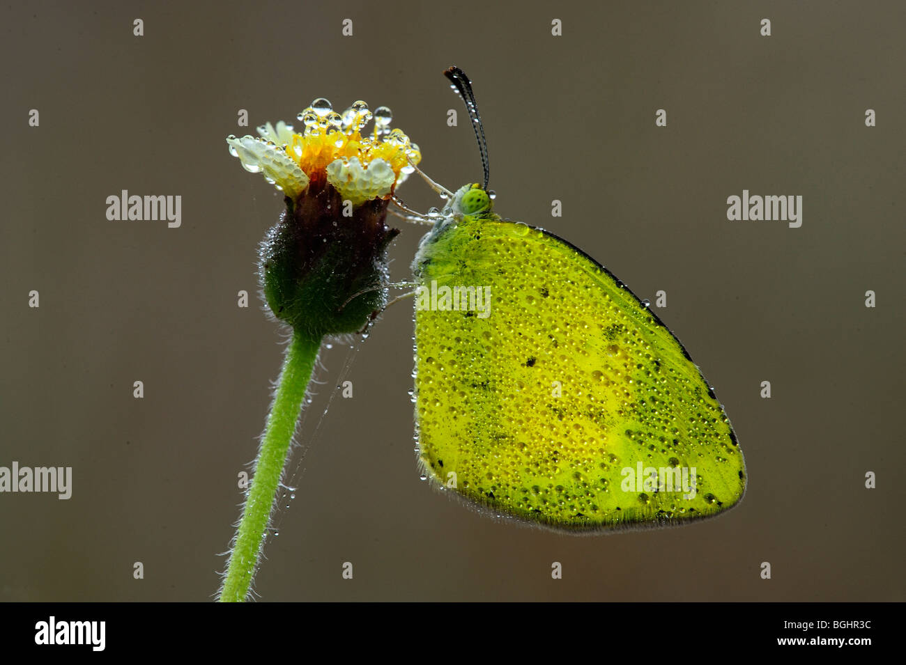 Common grass hi-res stock photography and images - Alamy