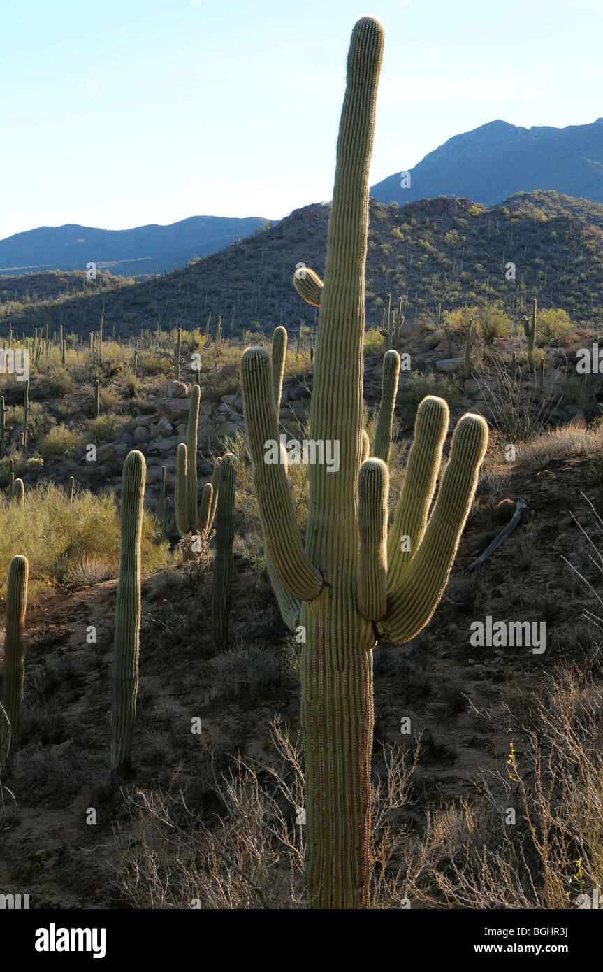 Bajada loop drive saguaro hi-res stock photography and images - Alamy