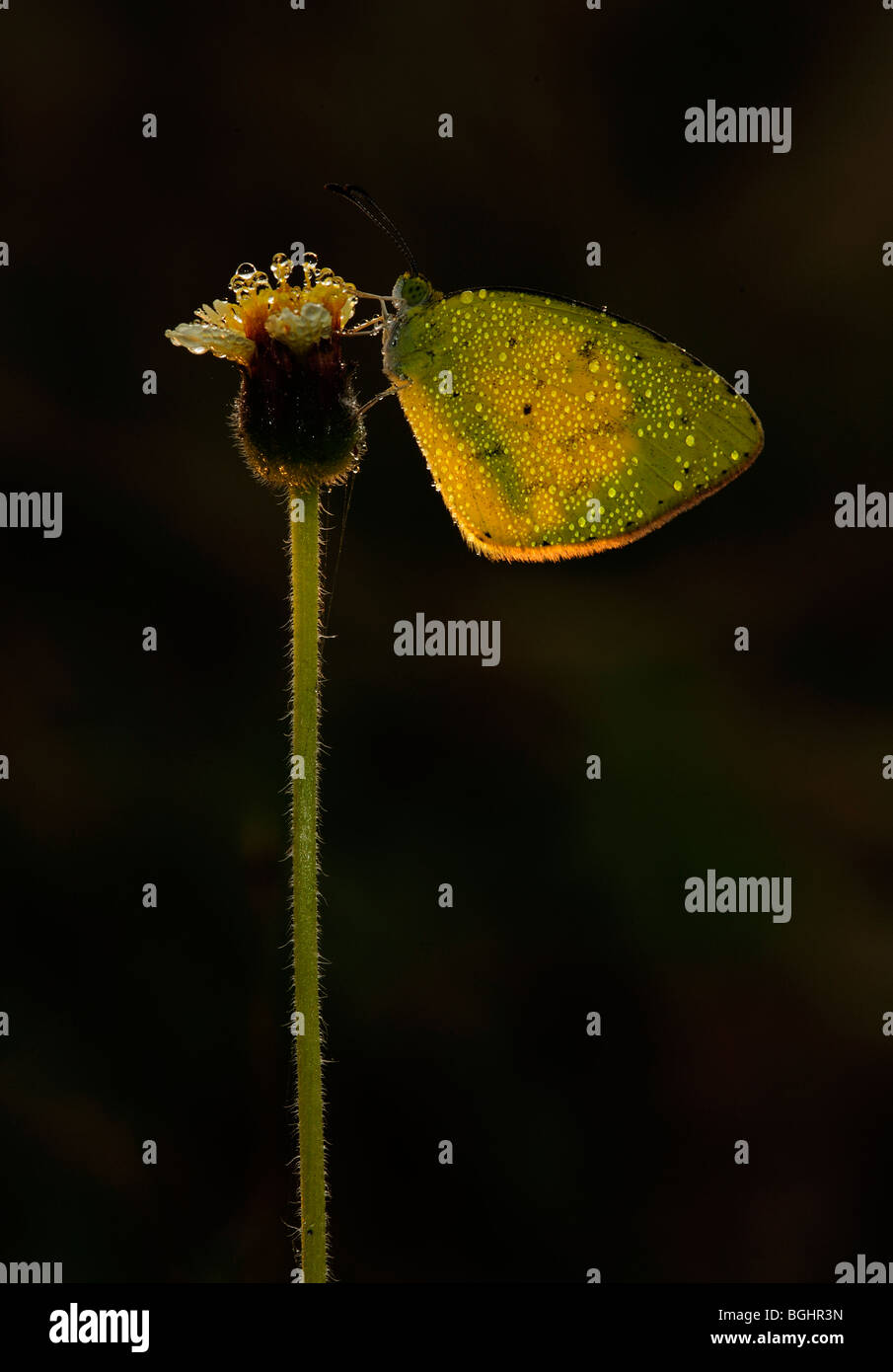 Common grass yellow butterfly india hi-res stock photography and images ...