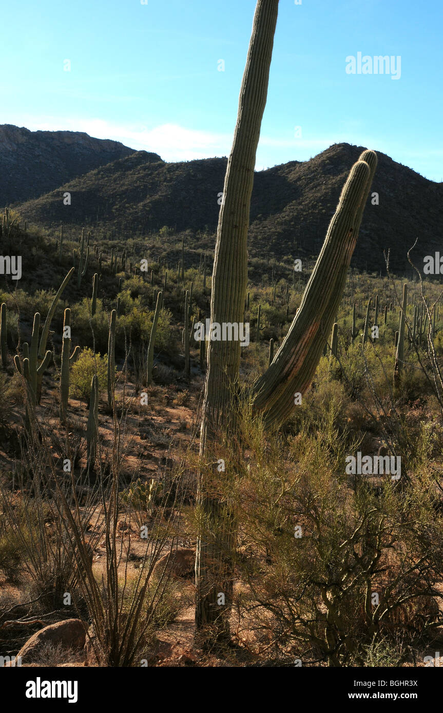 Bajada loop drive saguaro hi-res stock photography and images - Alamy