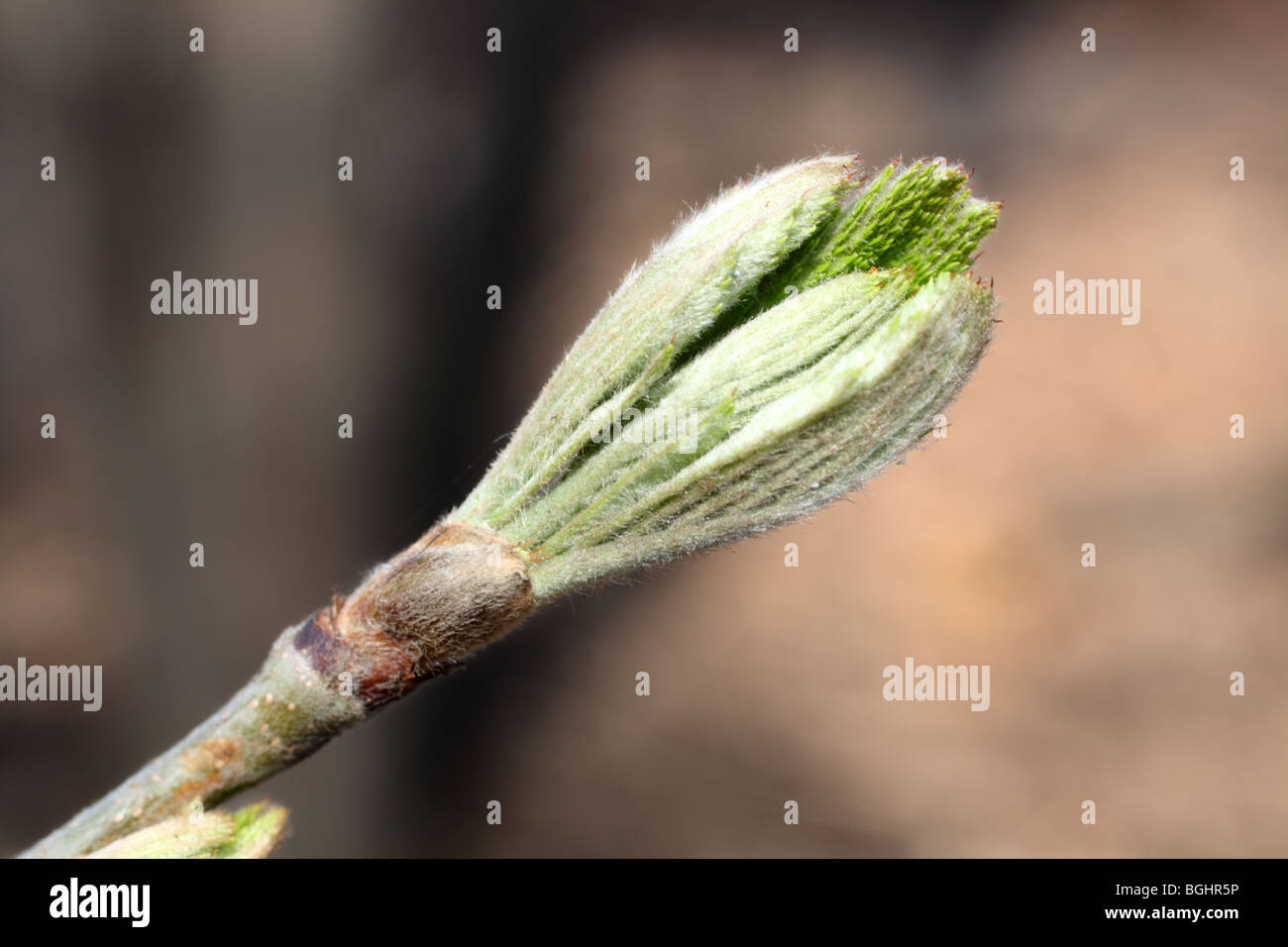 Tree macro hi-res stock photography and images - Alamy