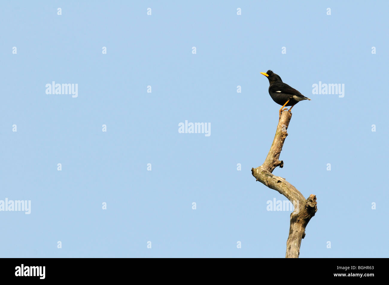 Jungle perch hi-res stock photography and images - Alamy