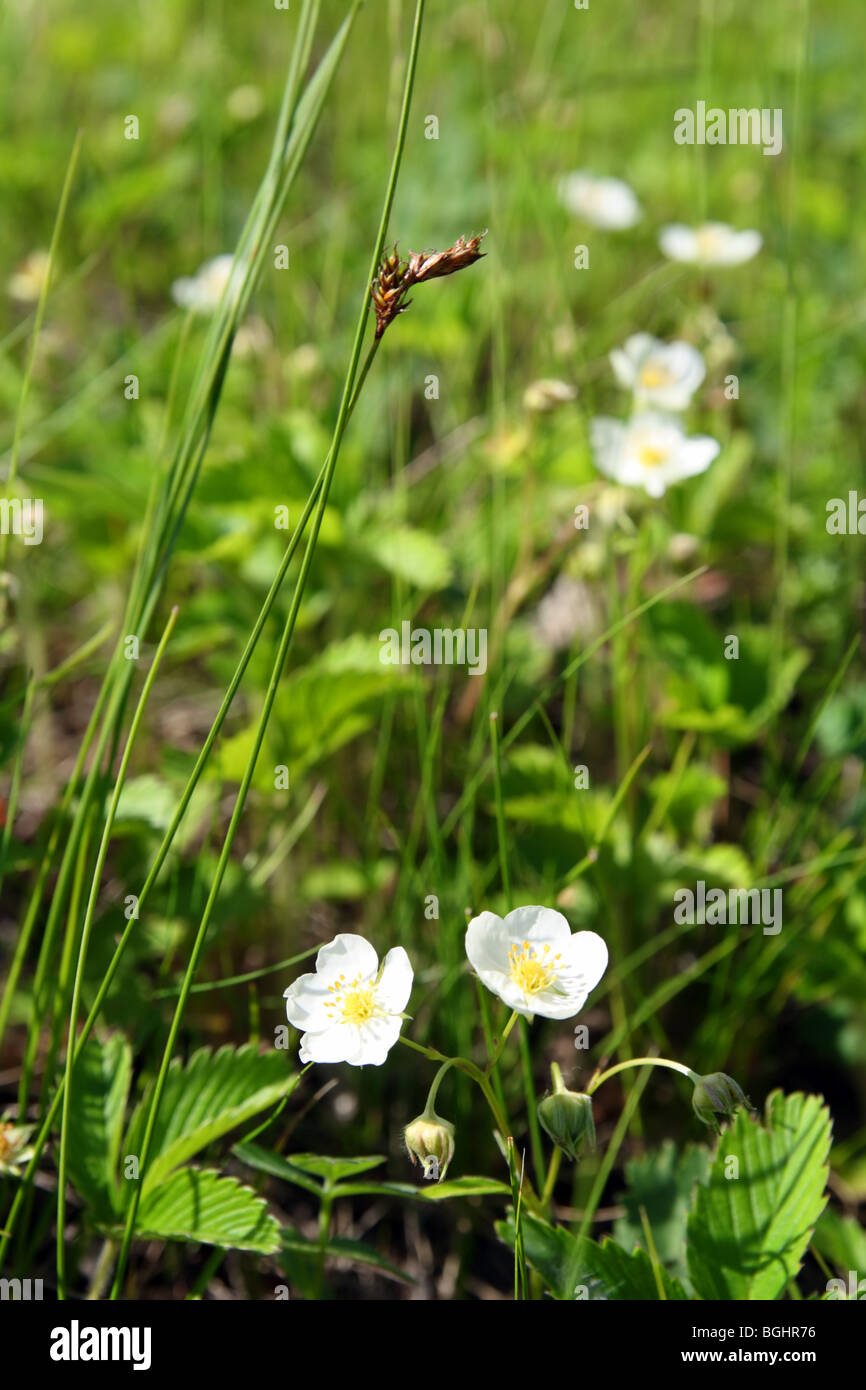 wild strawberry flowers in summer meadow Stock Photo - Alamy