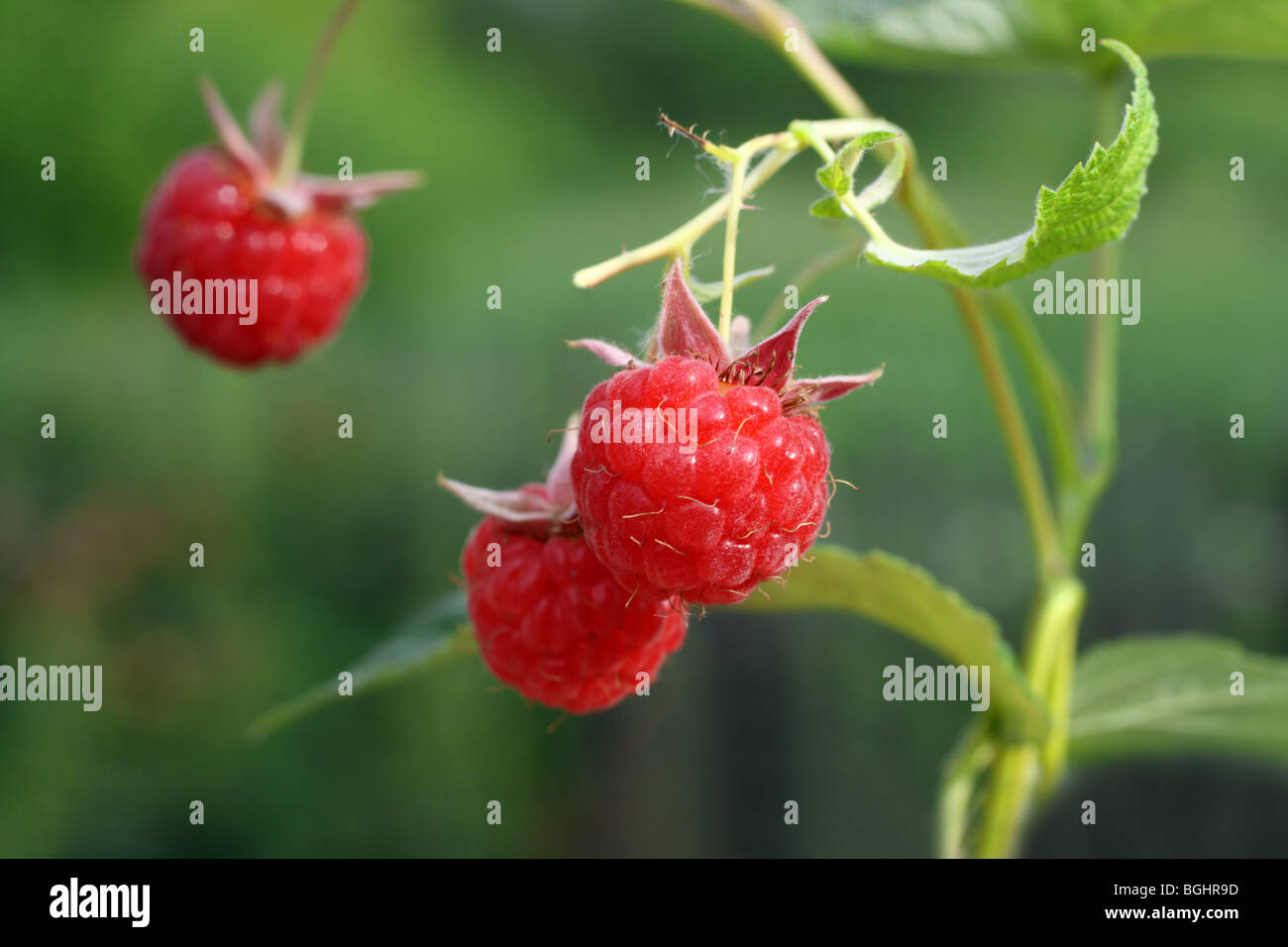 red raspberry with leaf on green background Stock Photo - Alamy