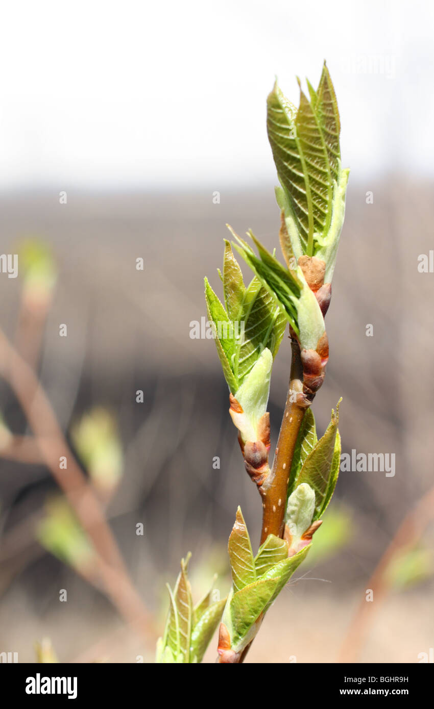 Tree macro hi-res stock photography and images - Alamy