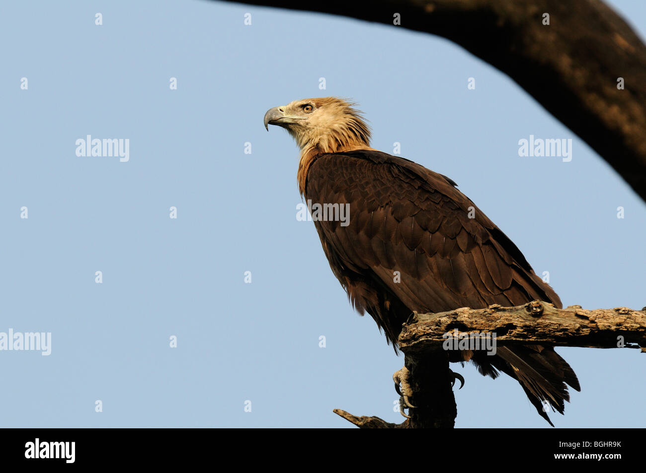 Pallas's Fish Eagle Stock Photo - Alamy