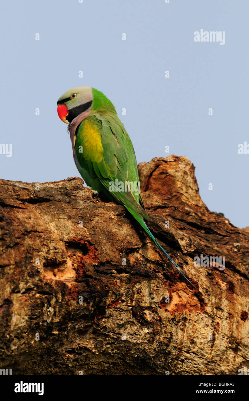 Red Breasted Parakeet Psittacula alexandri Stock Photo - Alamy