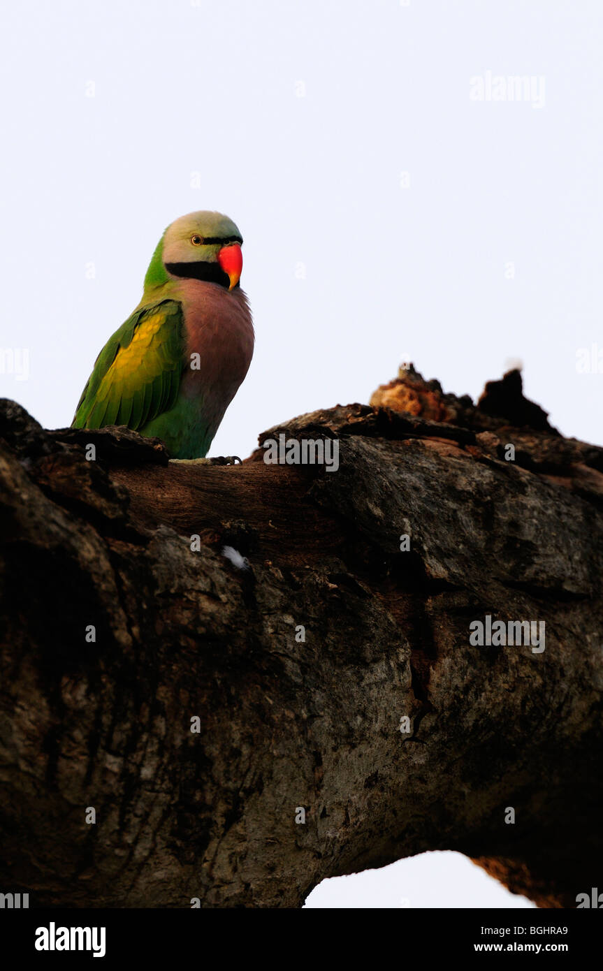 Red Breasted Parakeet Psittacula alexandri Stock Photo - Alamy