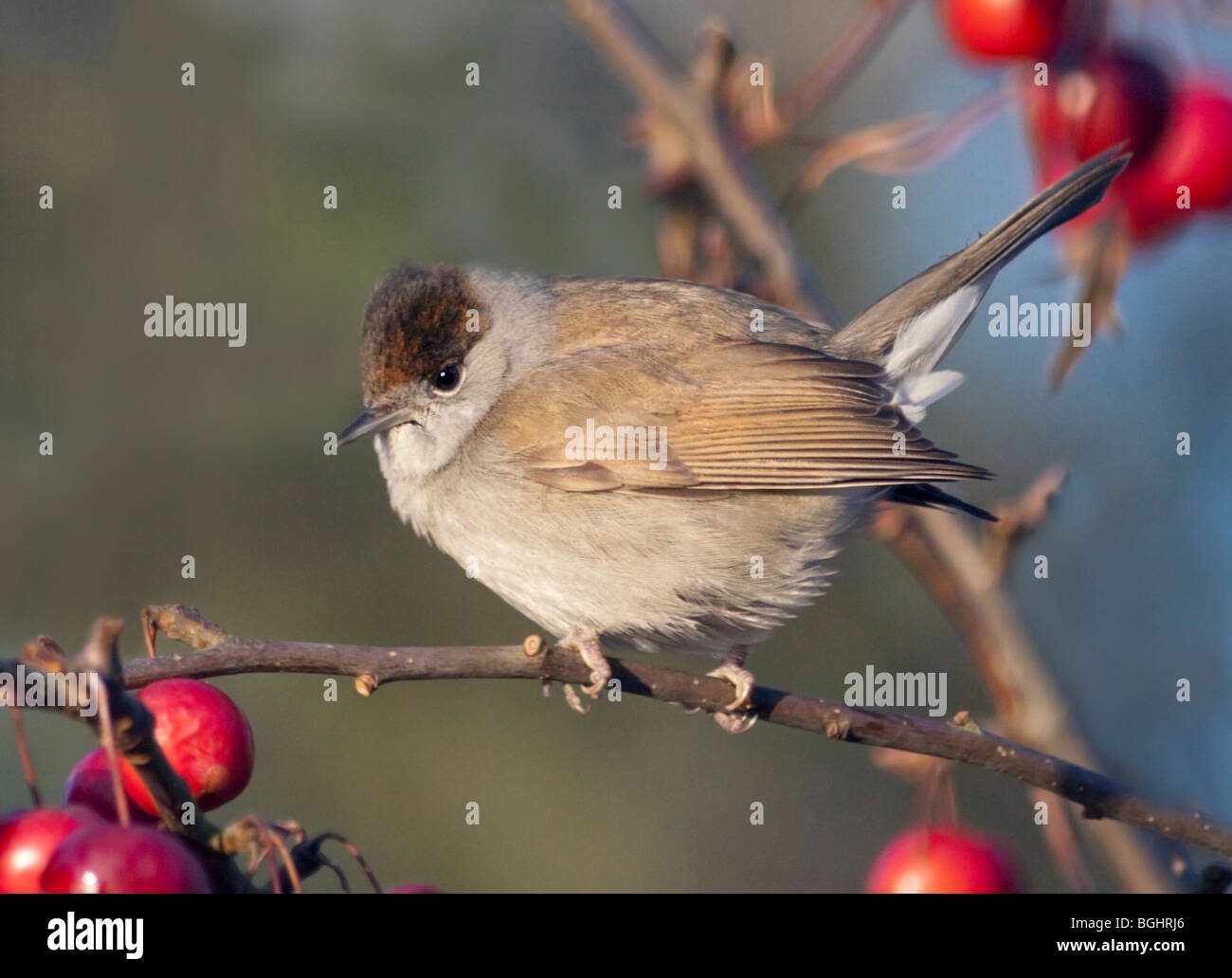 Male Blackcap (sylvia atricapilla) perched on Malus Red Sentinel (crab ...