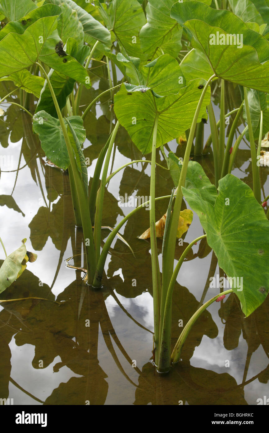 Taro colocasia hi-res stock photography and images - Alamy
