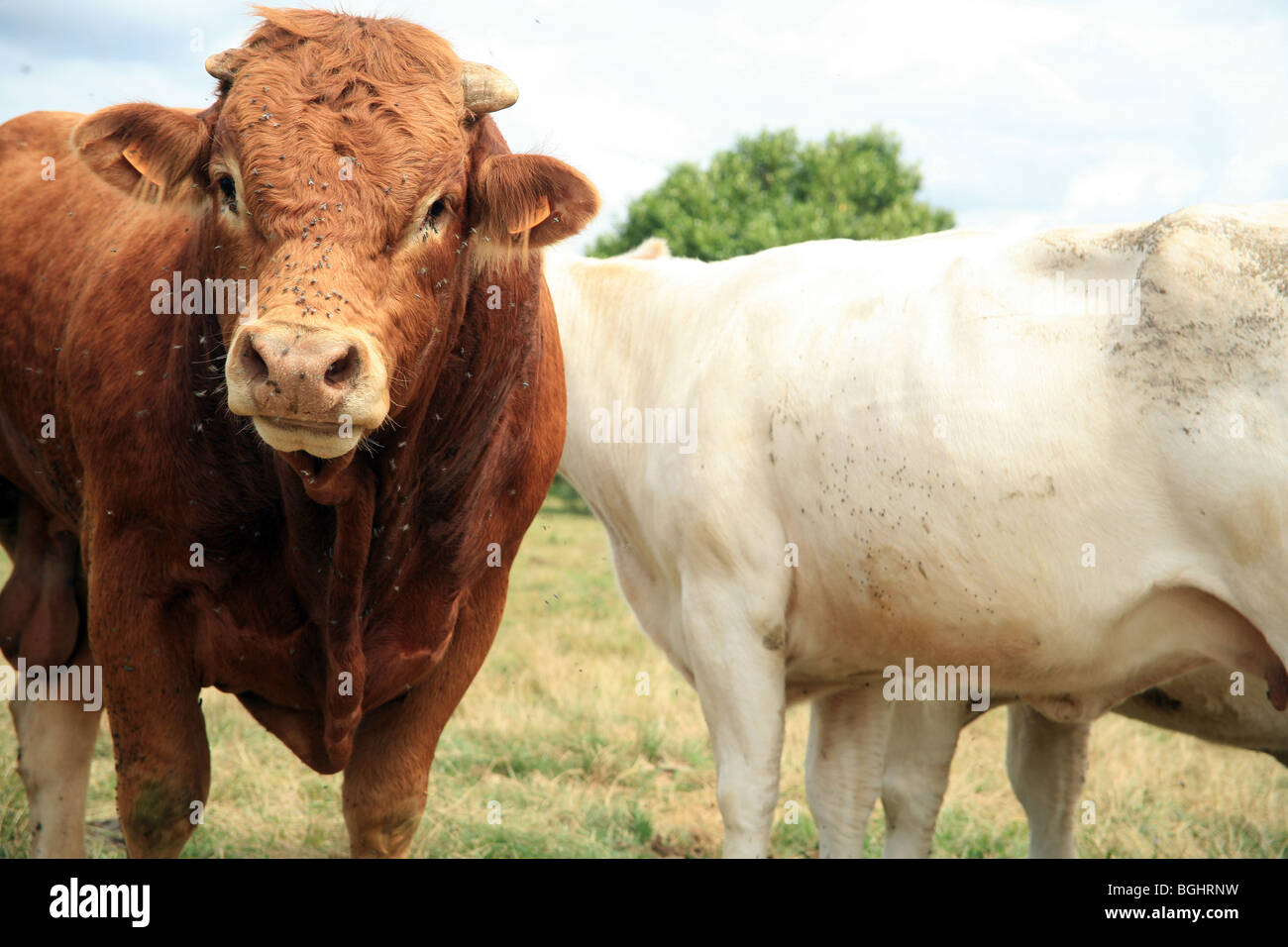 Intensive farming beef hi-res stock photography and images - Alamy