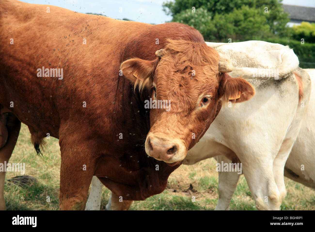 Intensive farming beef hi-res stock photography and images - Alamy