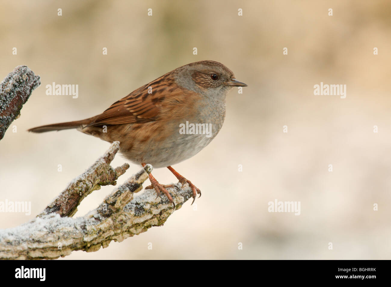 Dunnock british birds hi-res stock photography and images - Alamy