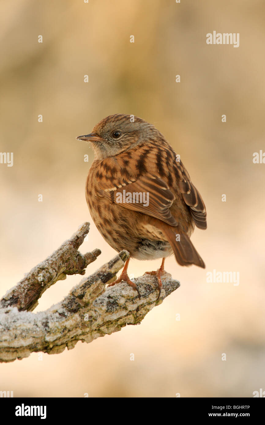 Dunnock british birds hi-res stock photography and images - Alamy
