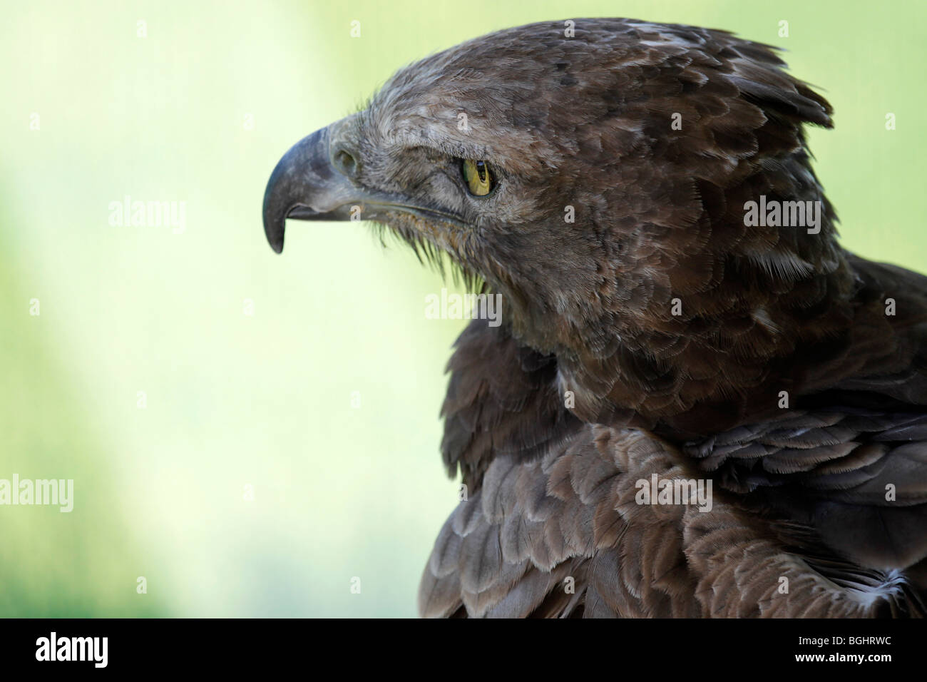 At eagle encounters hi-res stock photography and images - Alamy