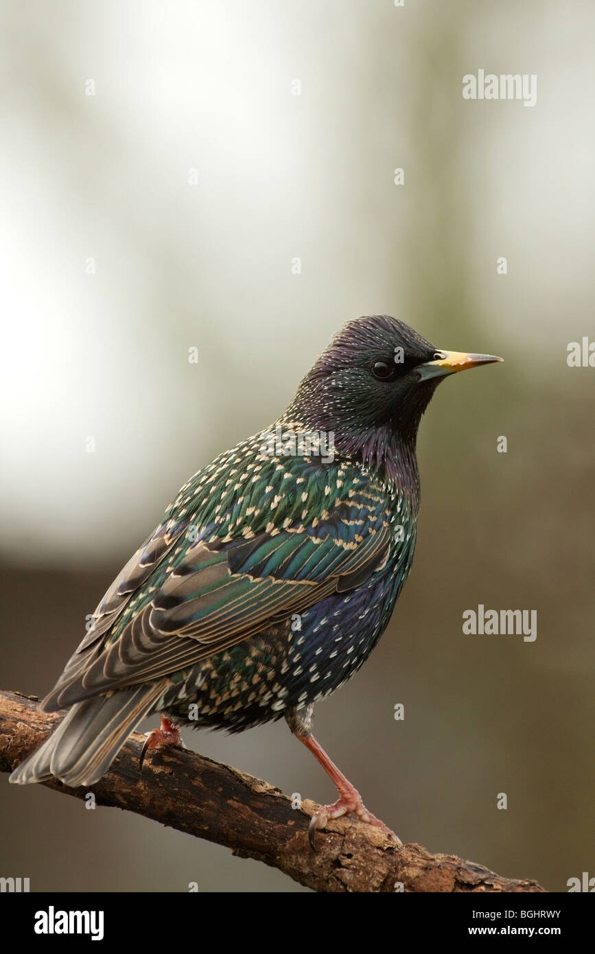 close up shot of a beautiful iridescent european starling Stock Photo ...