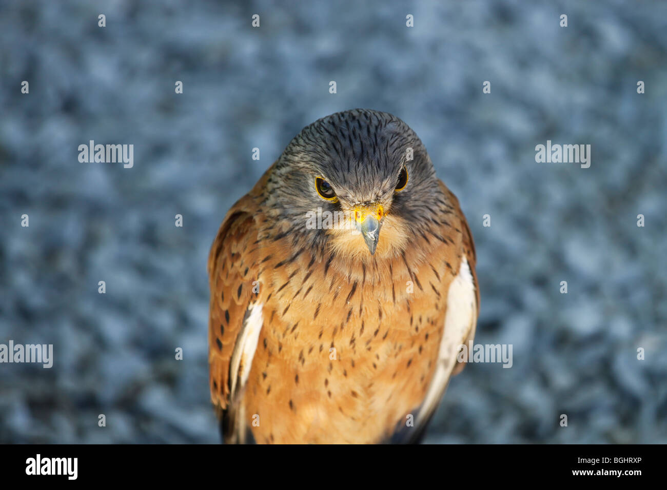 Rock ( Common) Kestrel (Falco tinnunculus) at Eagle Encounters, Spier ...