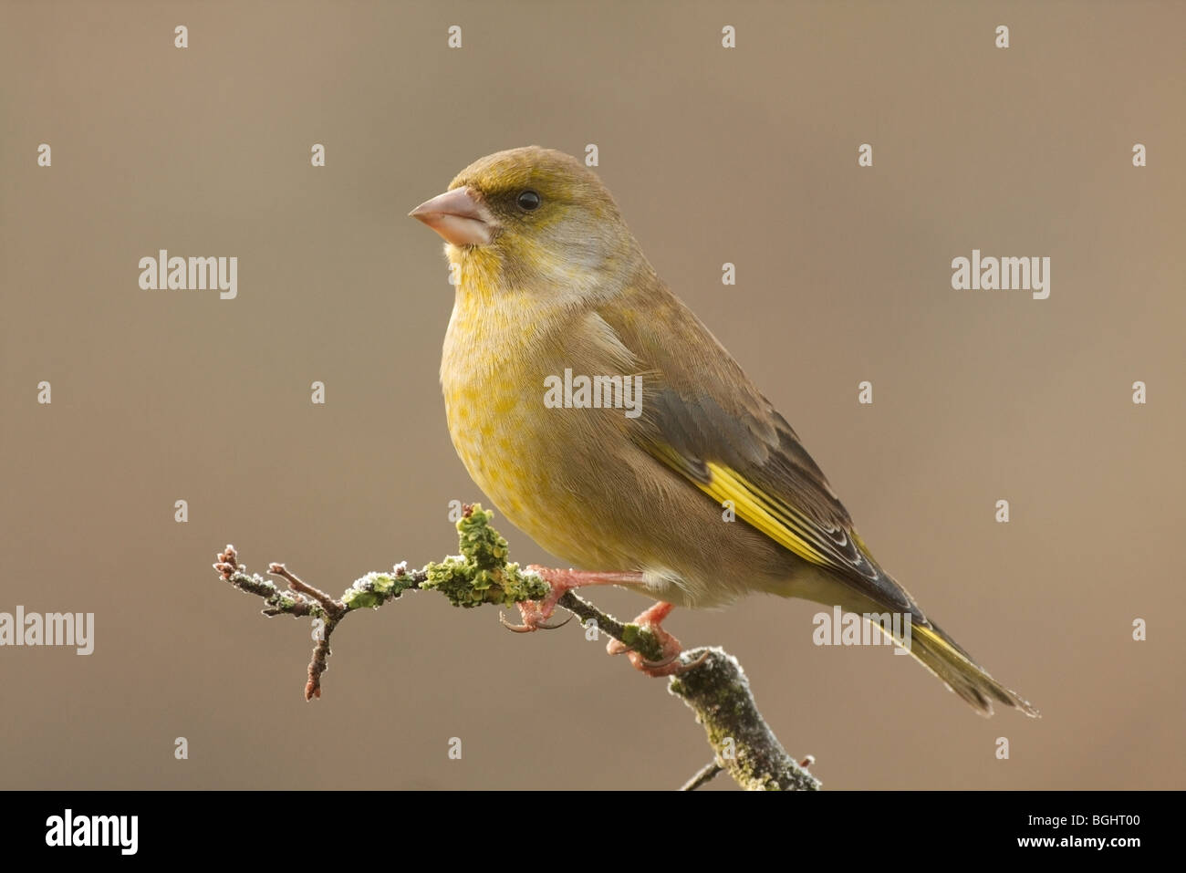 English finches hi-res stock photography and images - Alamy