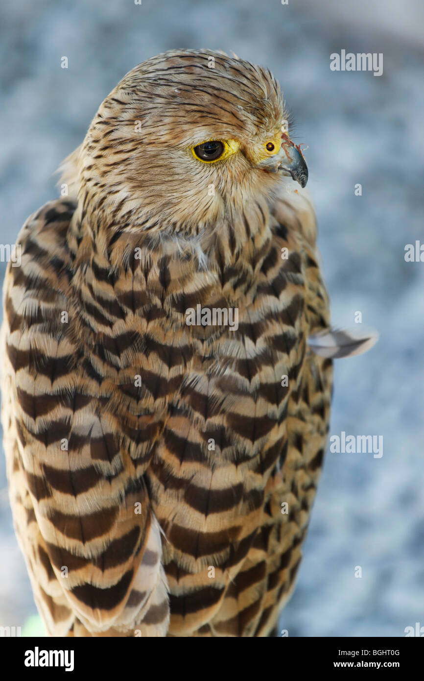 Greater Kestrel (Falco rupicoloides) at Eagle Encounters, Spier ...