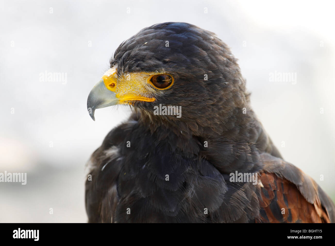 Black Kite (Milvus migrans) at Eagle Encounters, Spier, Stellenbosch ...