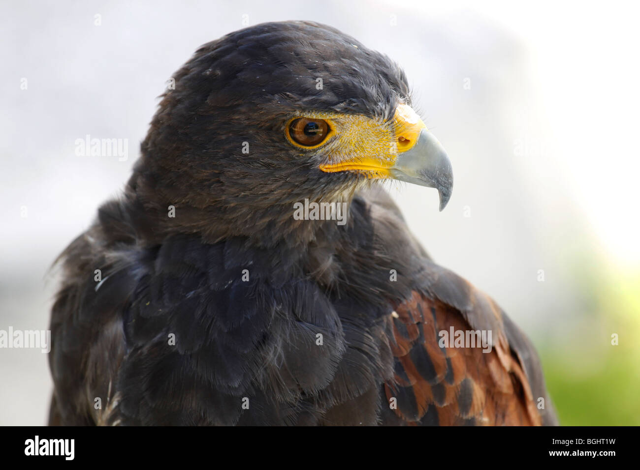 Black Kite (Milvus migrans) at Eagle Encounters, Spier, Stellenbosch ...