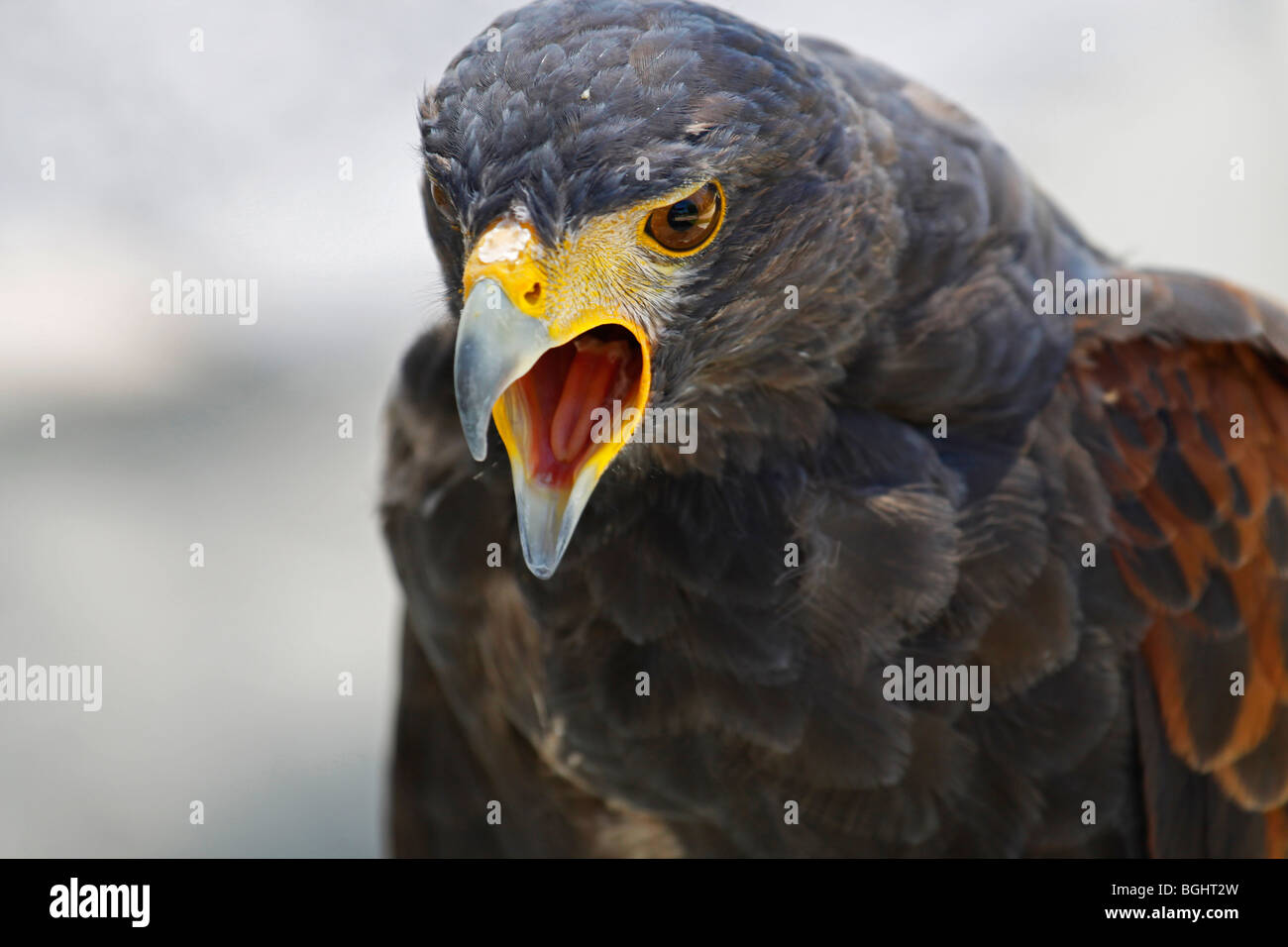 Squawking Black Kite (Milvus migrans) at Eagle Encounters, Spier ...