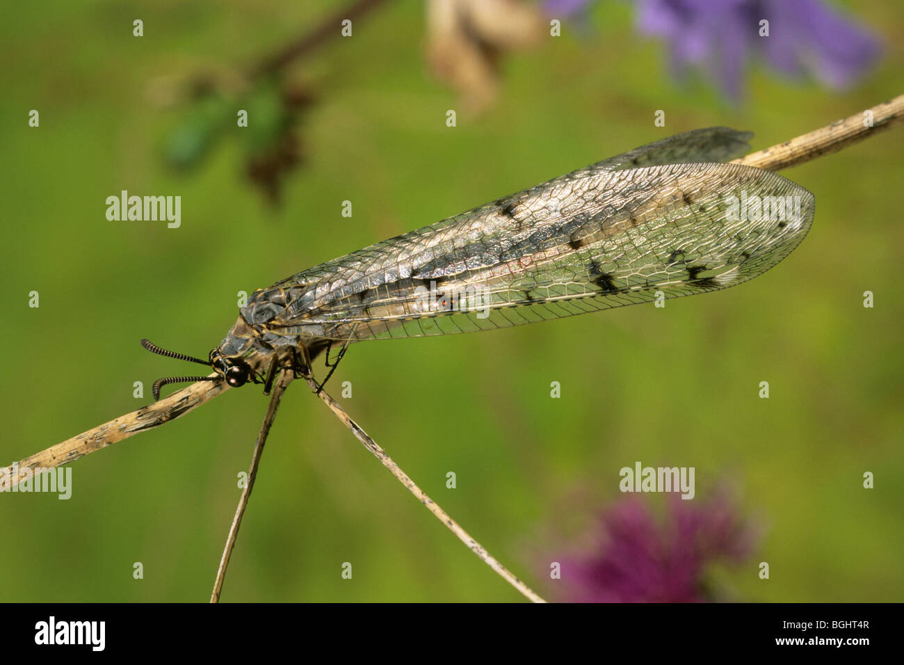 Adult antlion hi-res stock photography and images - Alamy