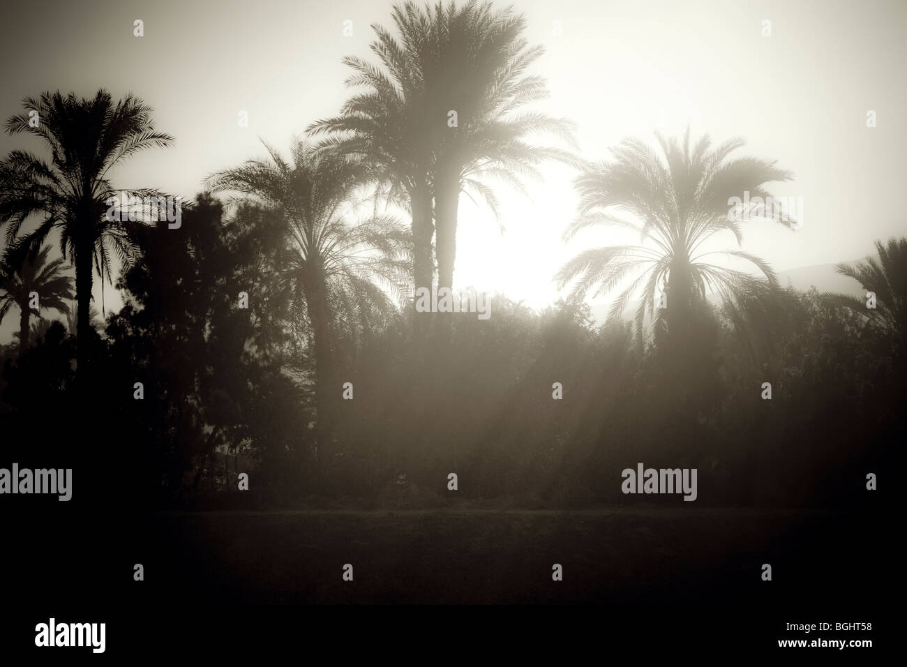 Sunlight breaking through palm trees in Luxor, Egypt Stock Photo - Alamy