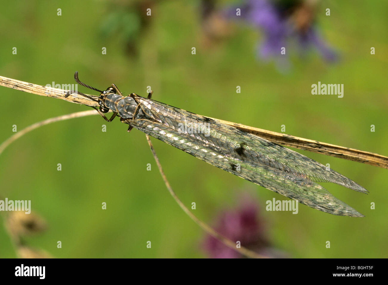 Adult antlion hi-res stock photography and images - Alamy