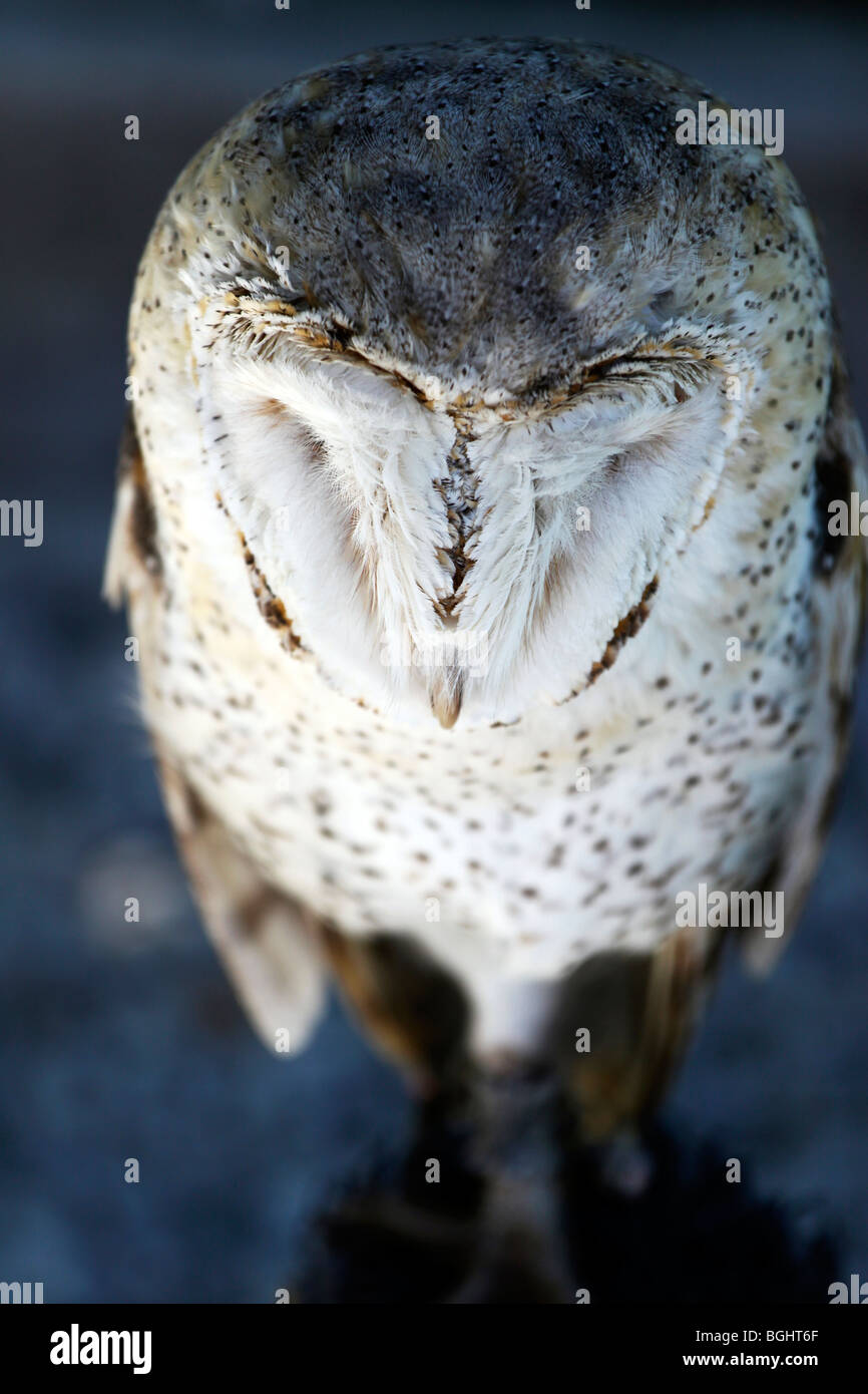 Sleeping Barn Owl (Tyto alba) at Eagle Encounters, Spier, Stellenbosch ...