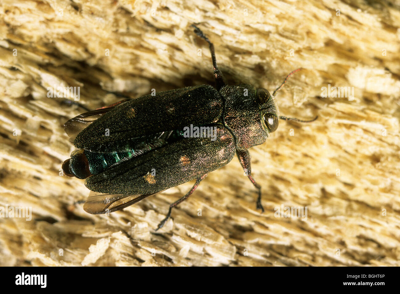 Gold pit oak splendour beetle (Chrysobothris affinis), adult on wood ...